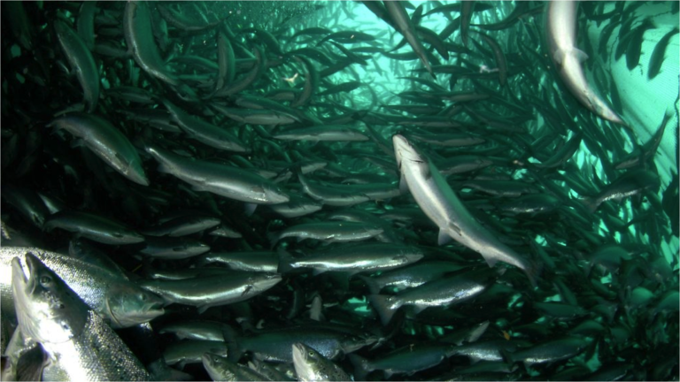 salmon pen - One Fish Foundation